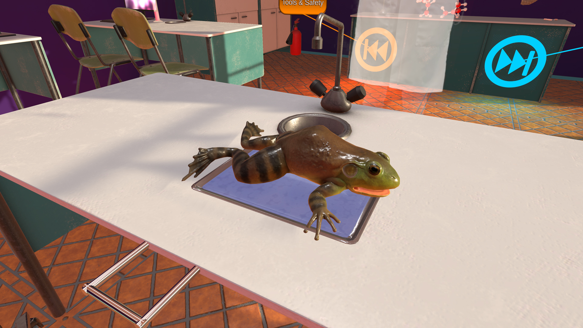 Frog Dissection Commercial License | SynthesisVR